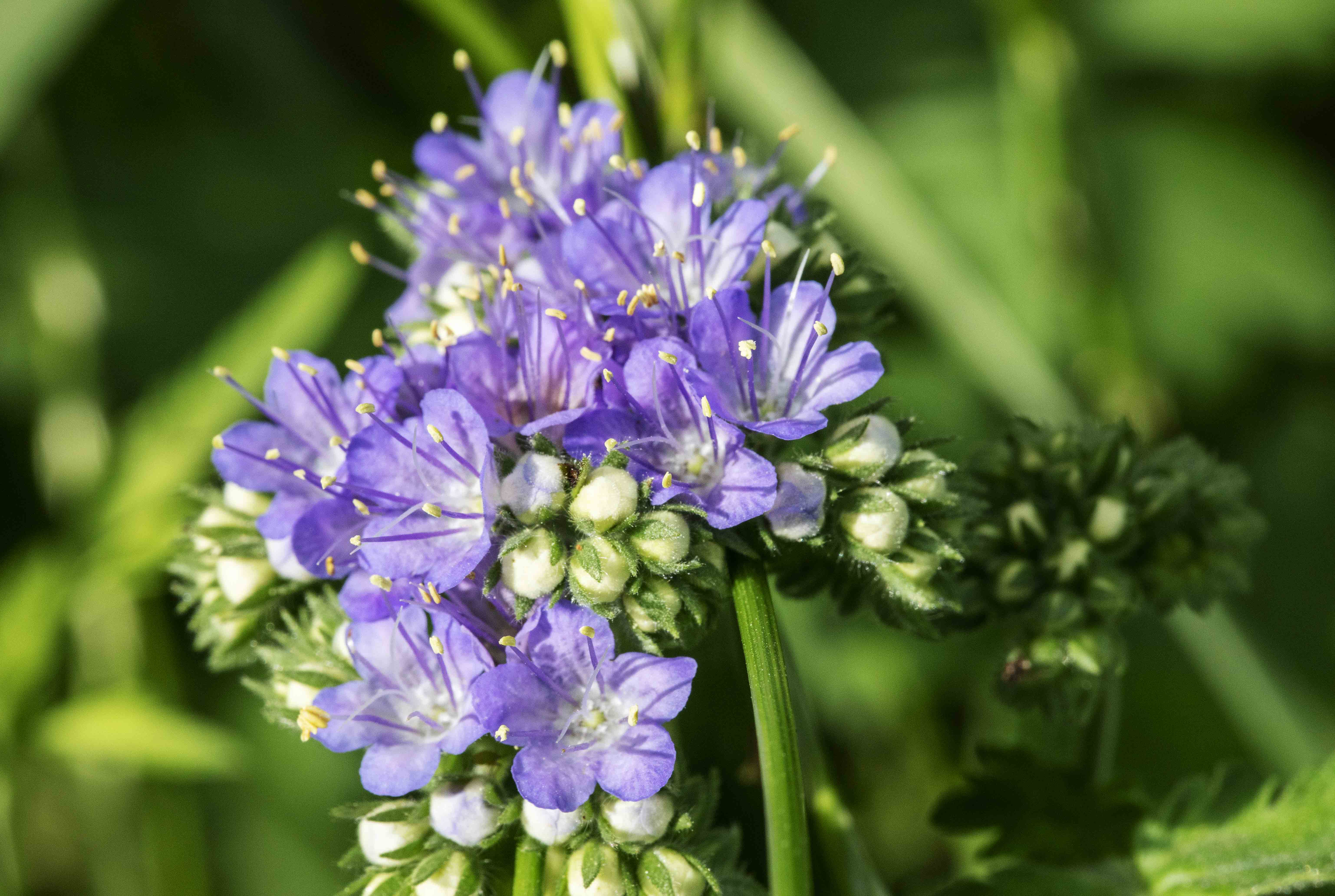 Texas Wildflowers