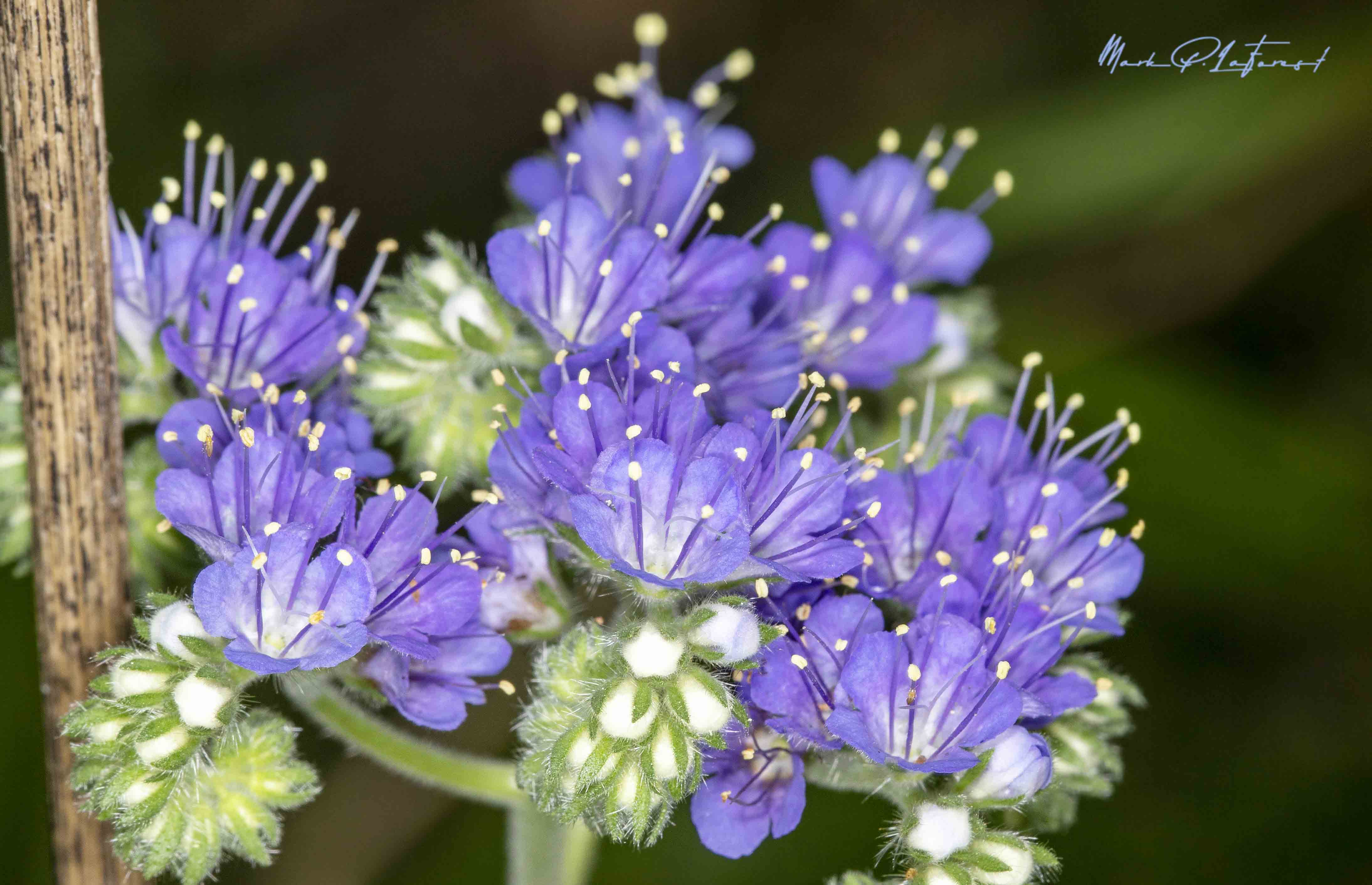 Texas Wildflowers