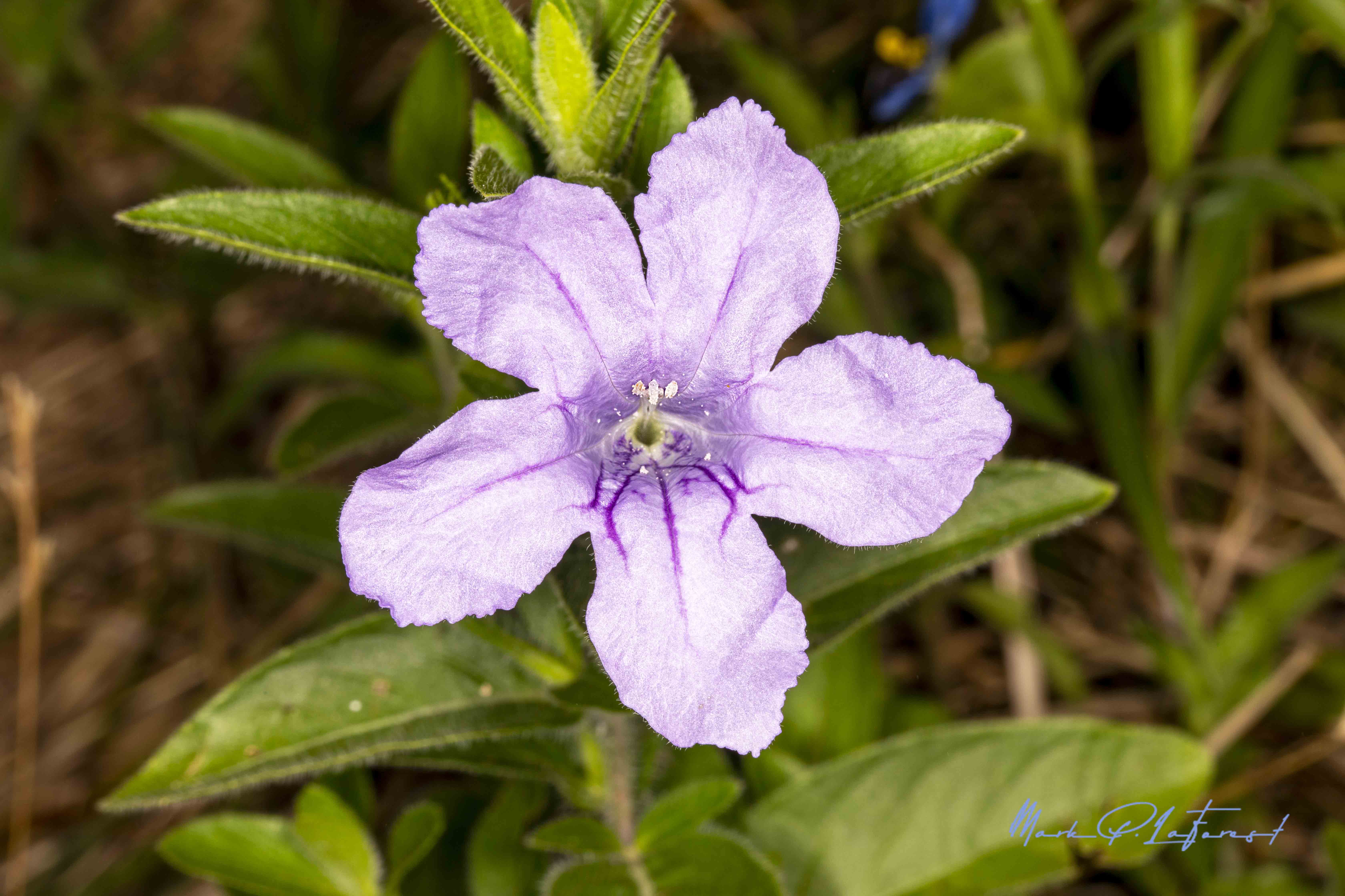 Texas Wildflowers