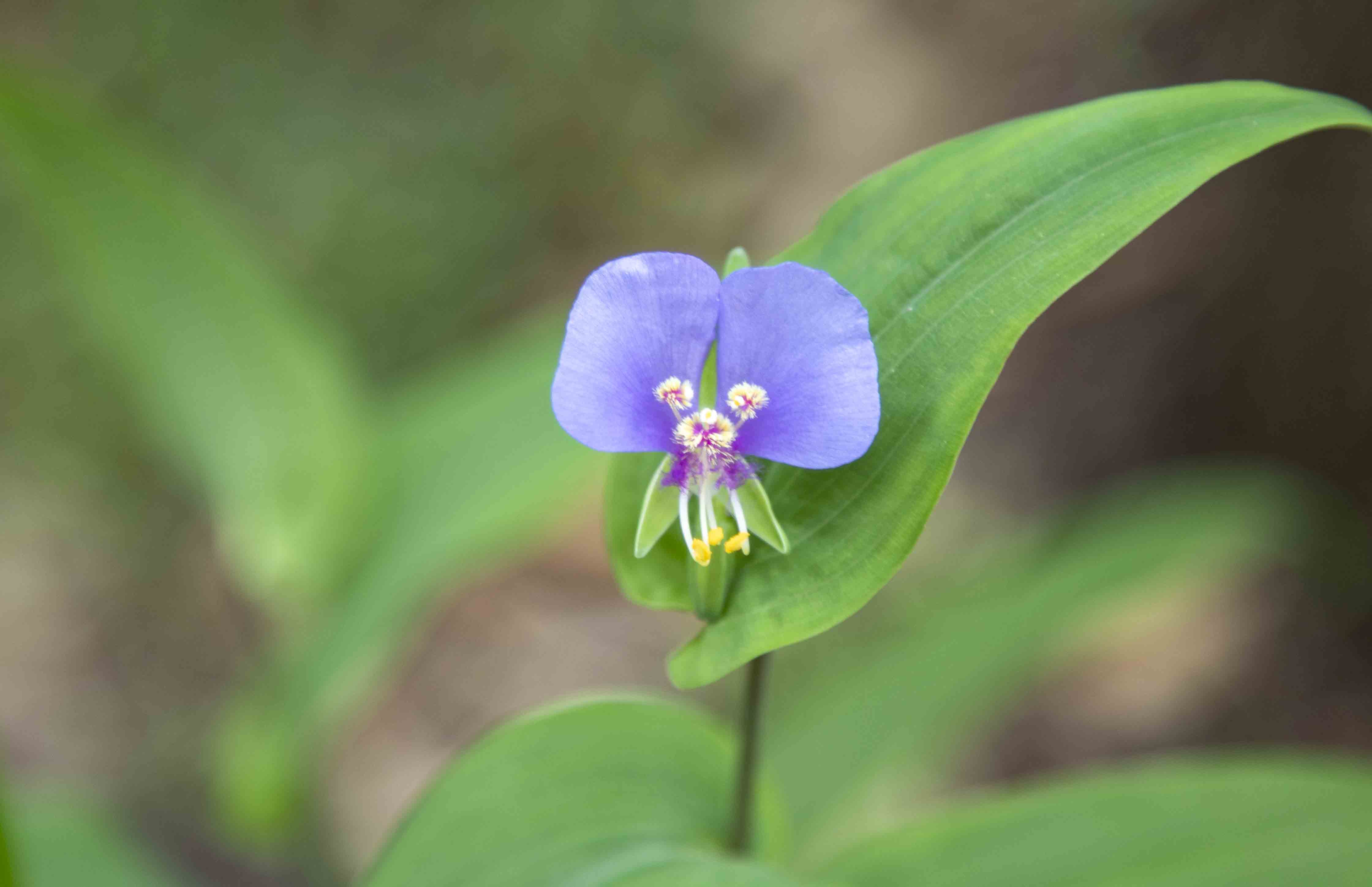 Texas Wildflowers