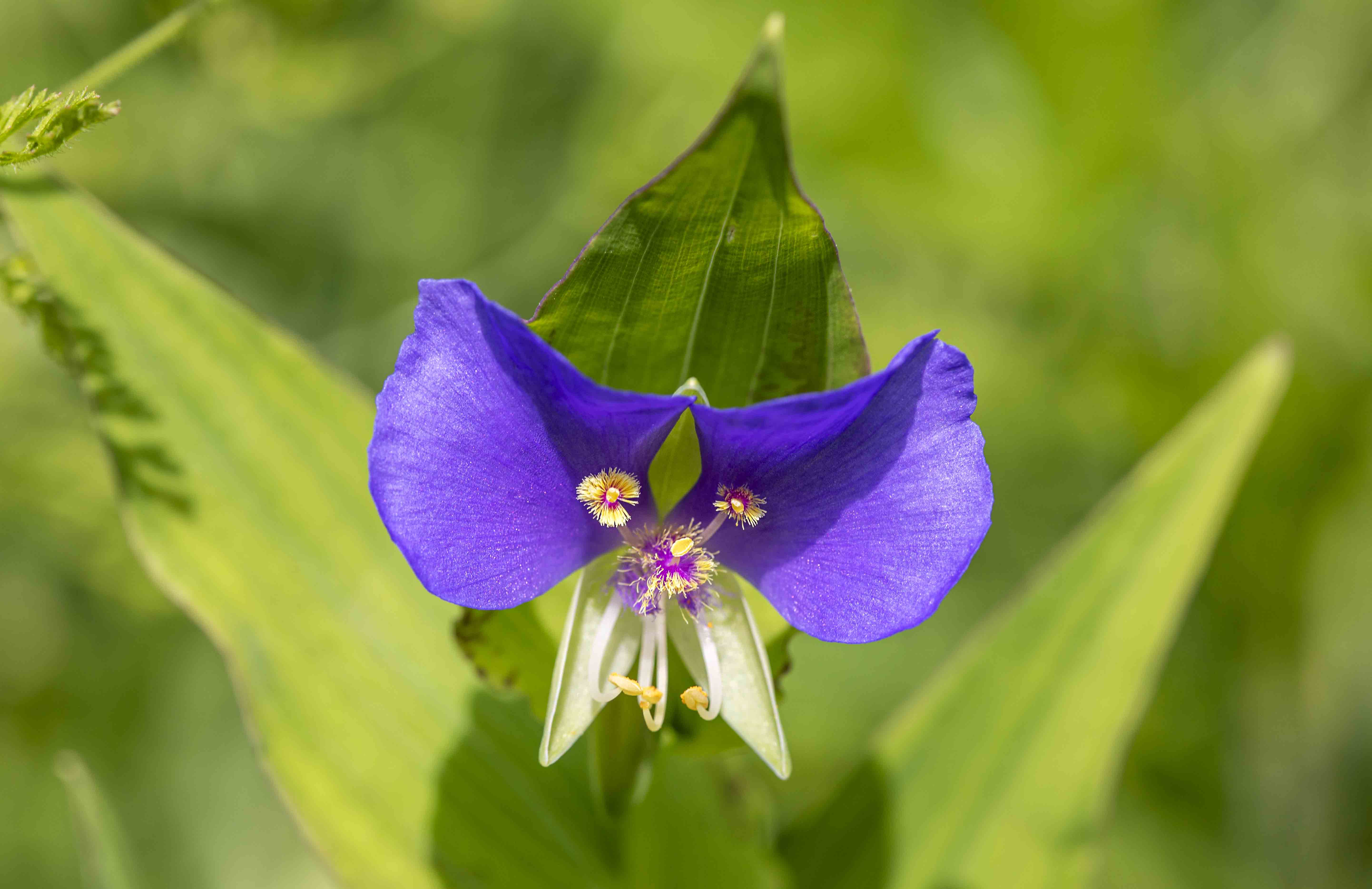 Texas Wildflowers