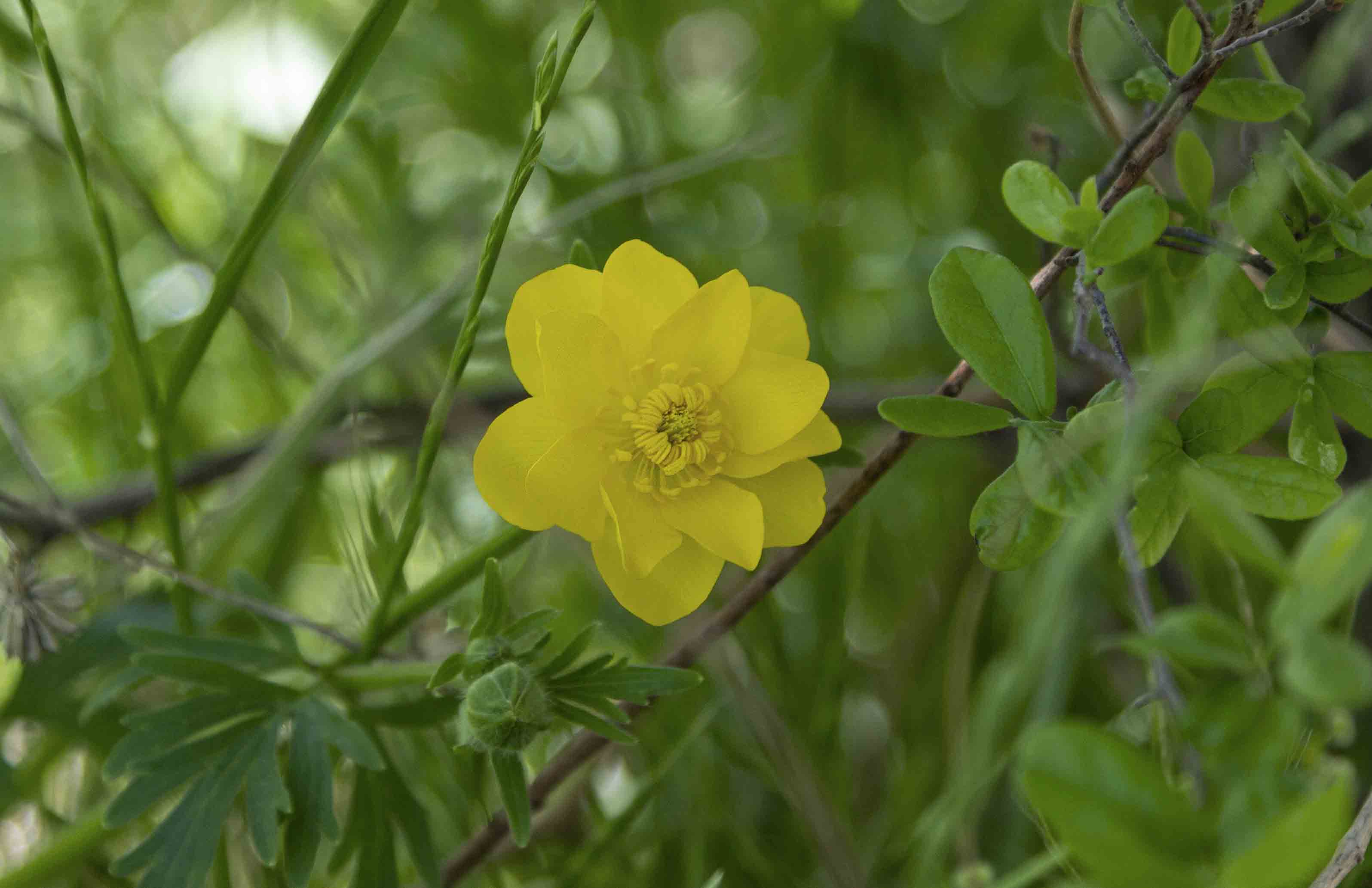 Texas Wildflowers