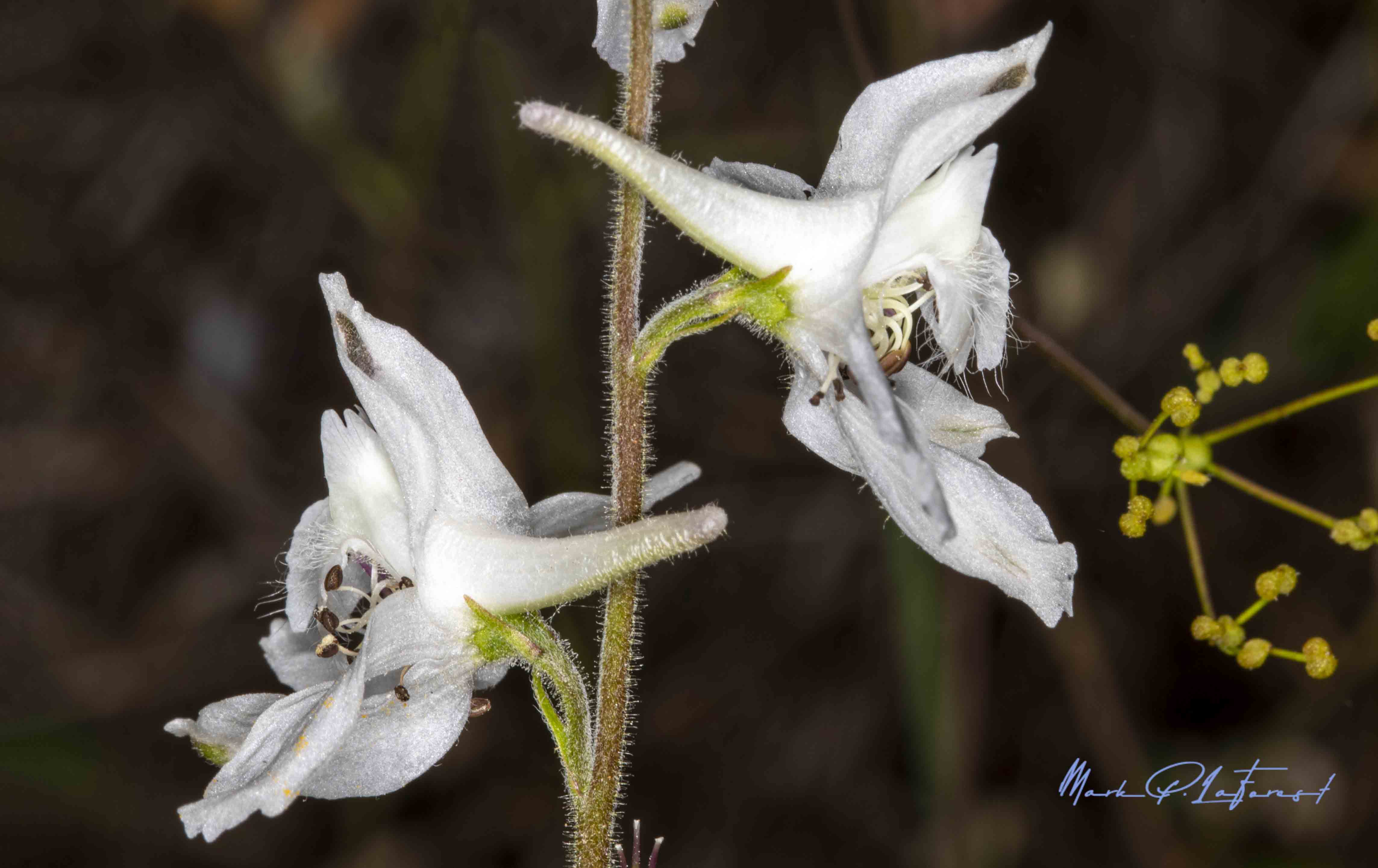 Texas Wildflowers