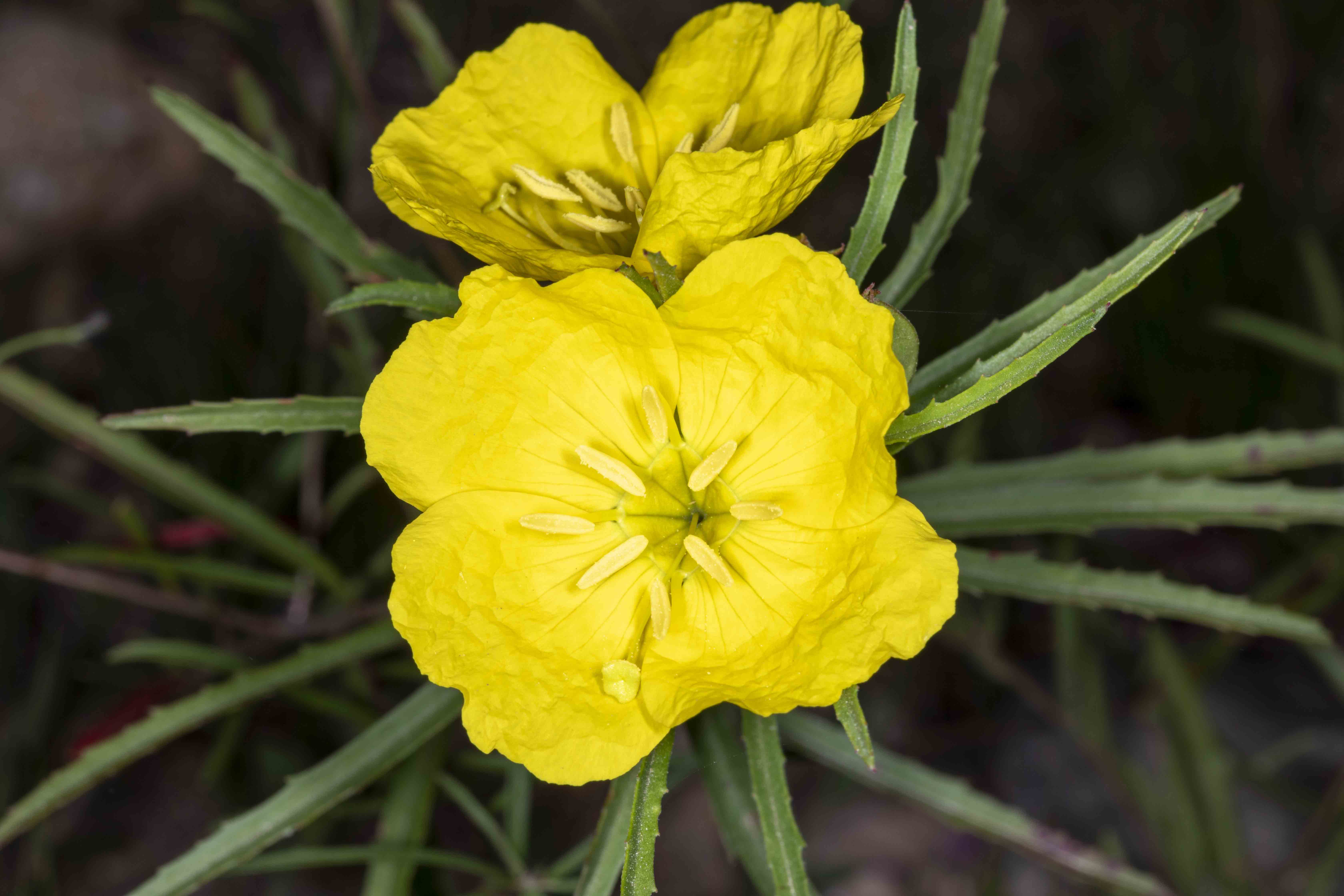Texas Wildflowers